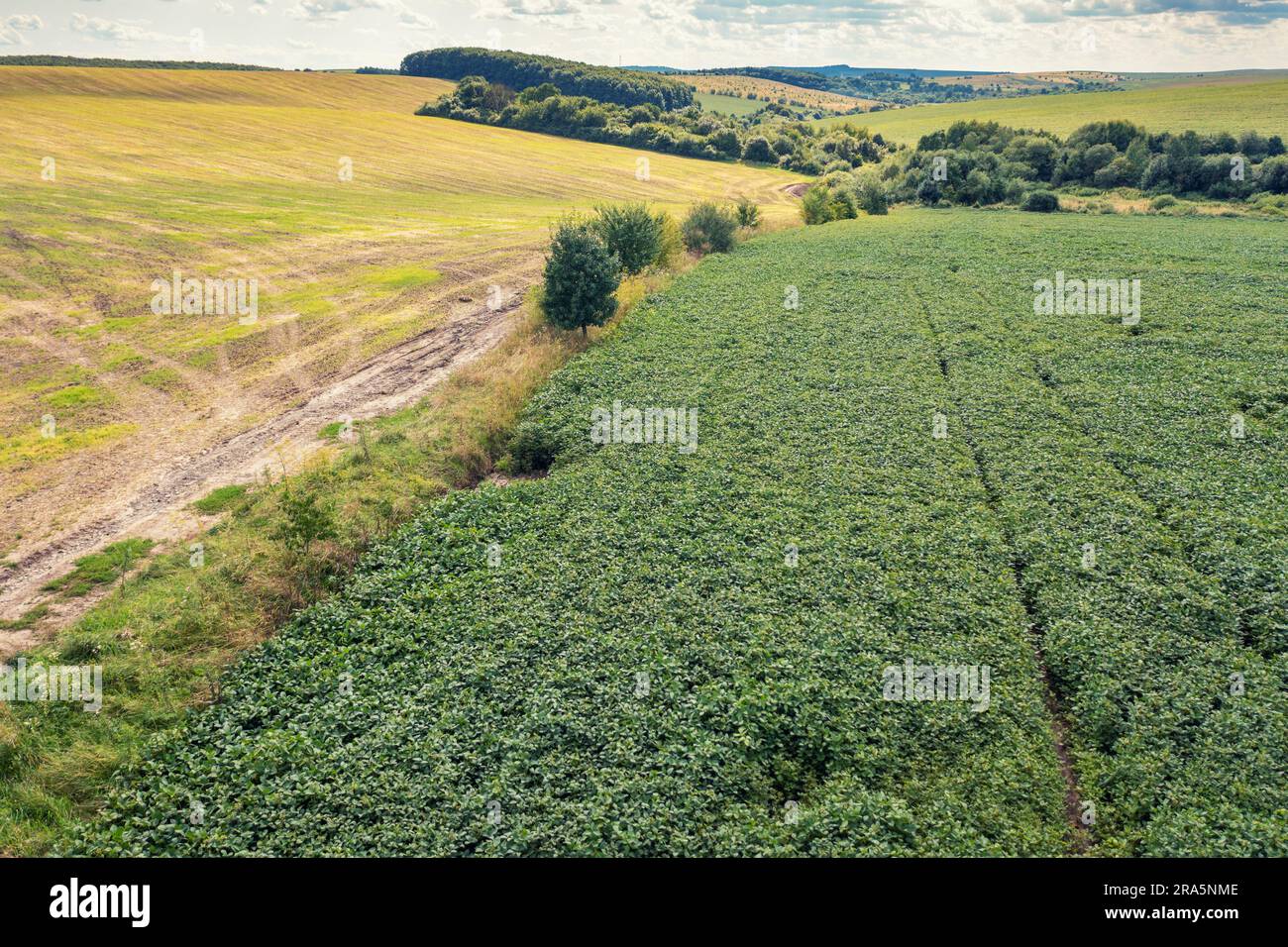 Agricultural soybean field hi-res stock photography and images - Alamy