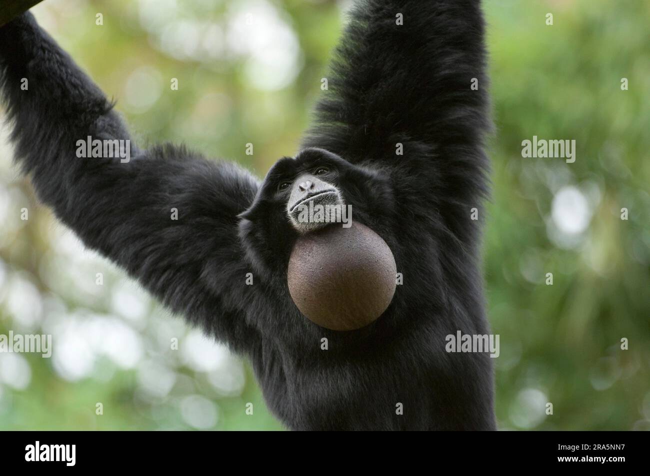 Siamang (Hylobates syndactylus Stock Photo - Alamy