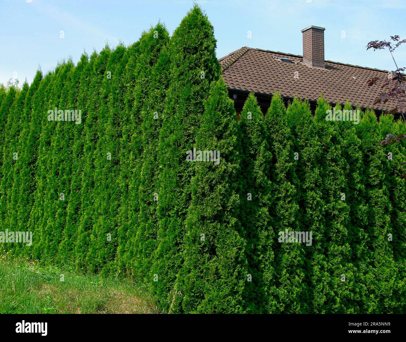 Thuja hedge (Thuja occidentalis columna), common thuja, occidental tree ...