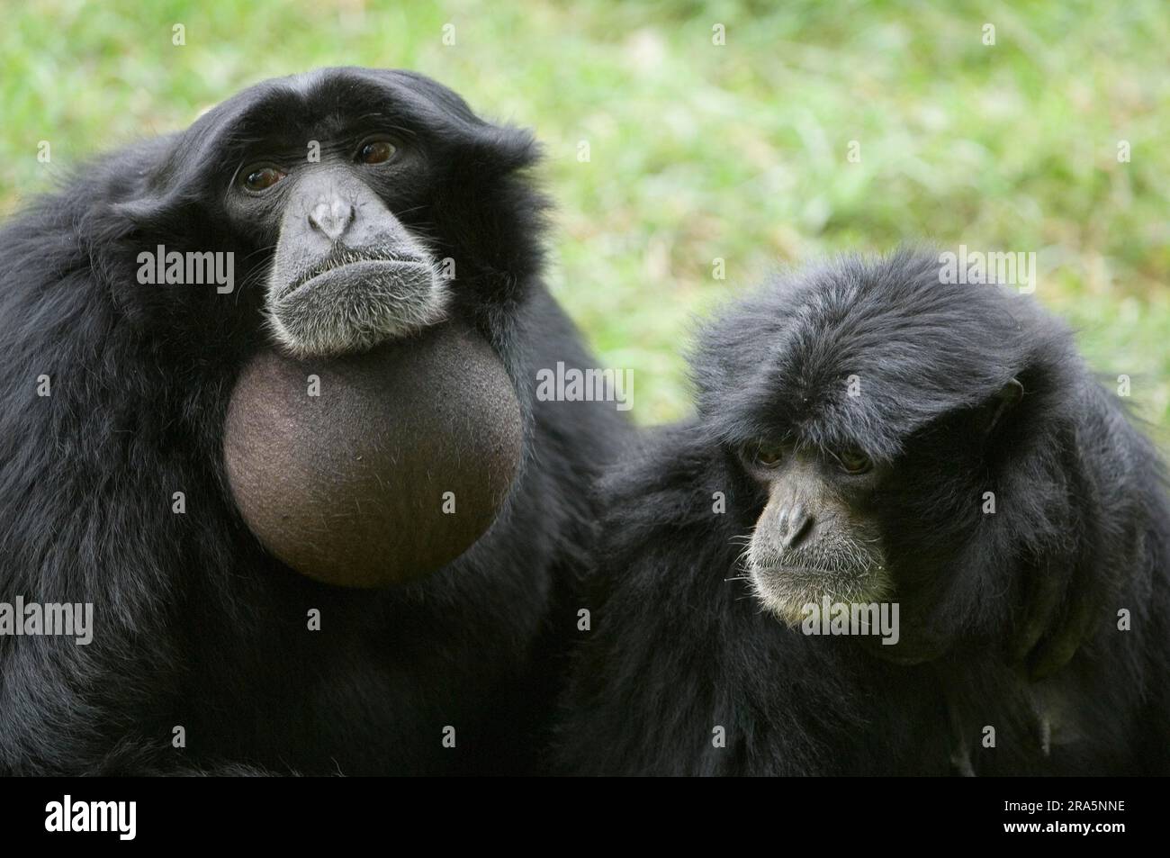 Siamang or black ape hi-res stock photography and images - Alamy