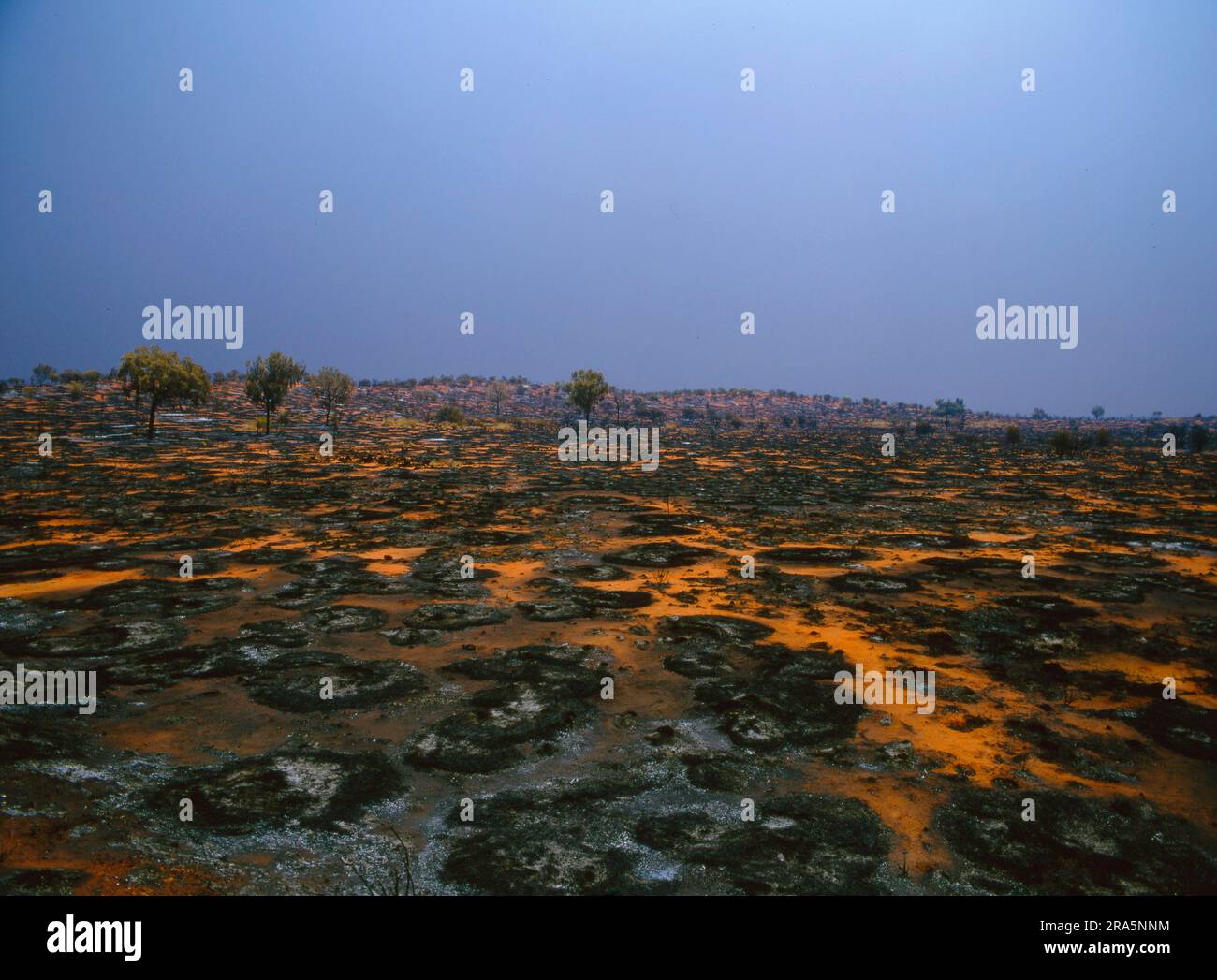 After the bushfire near Alice Springs, Northern Territory, Australia ...