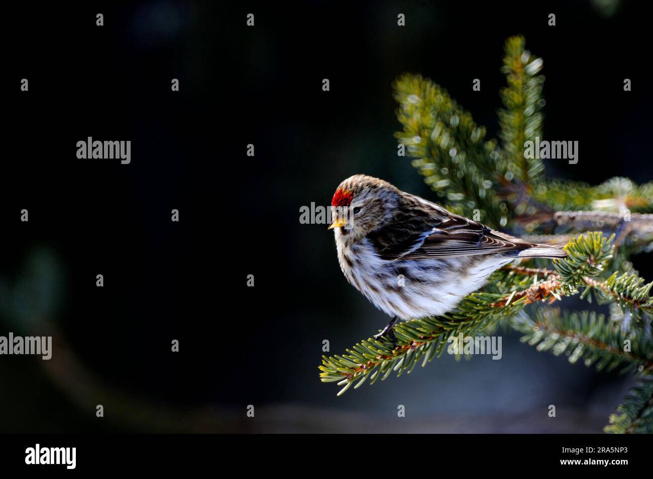 Robin, Common redpoll (Carduelis flammea) Finches, Canada Stock Photo ...