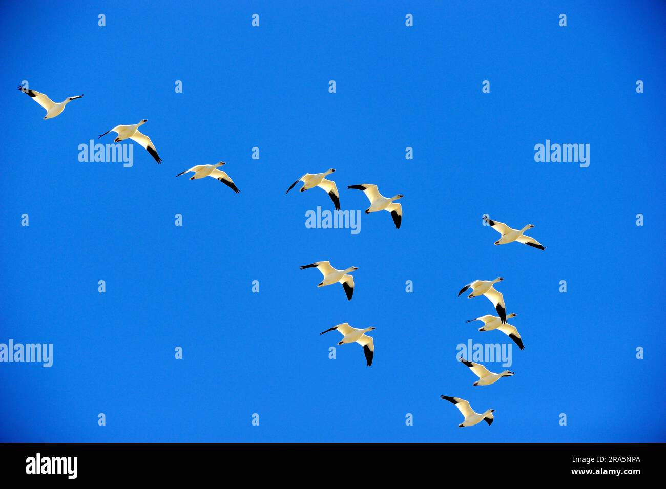 Snow geese (Anser caerulescens), Quebec, Canada Stock Photo - Alamy