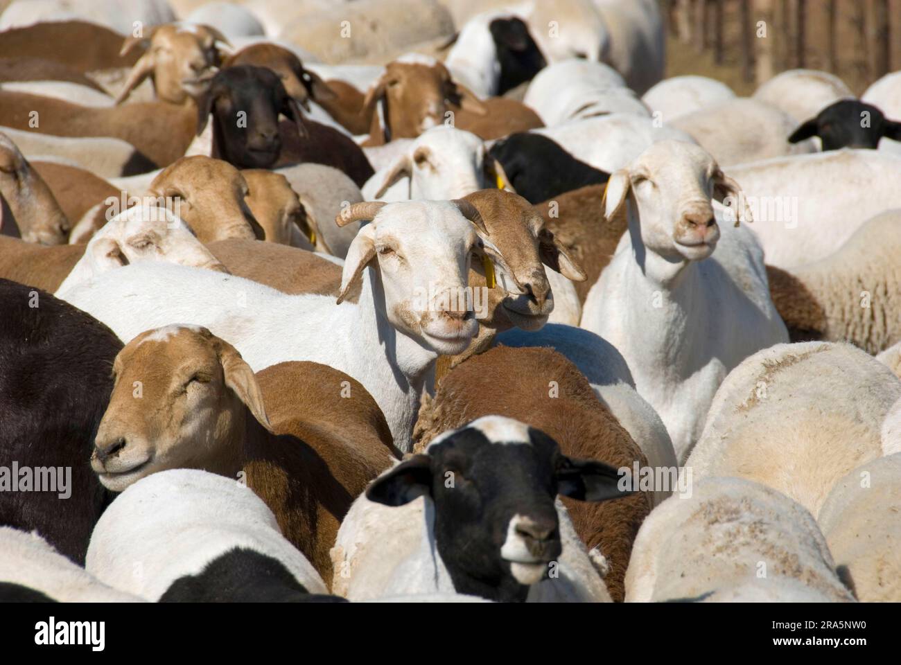 Namibia livestock hi-res stock photography and images - Alamy