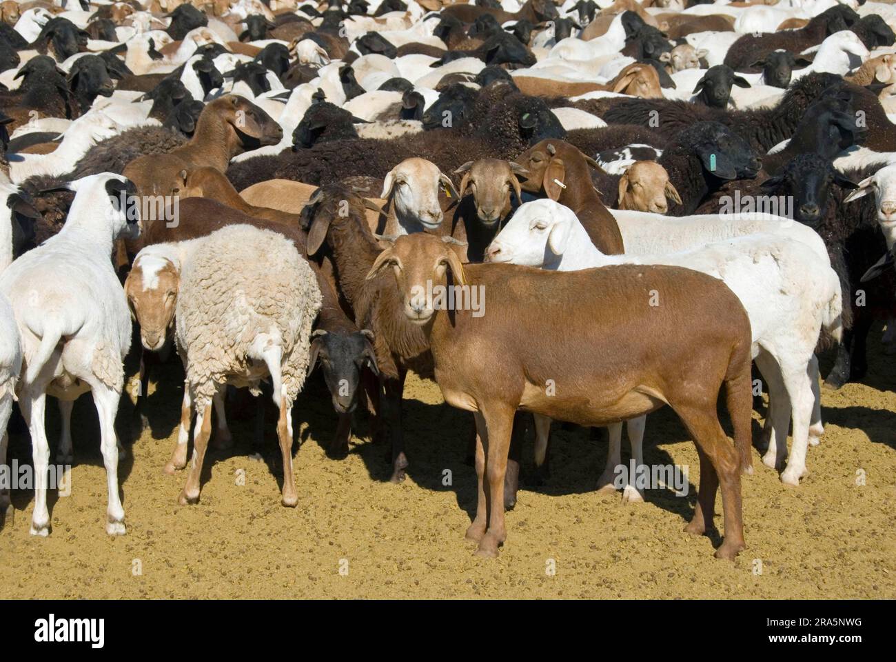 Domestic sheep, e, flock of sheep, Namibia Stock Photo - Alamy