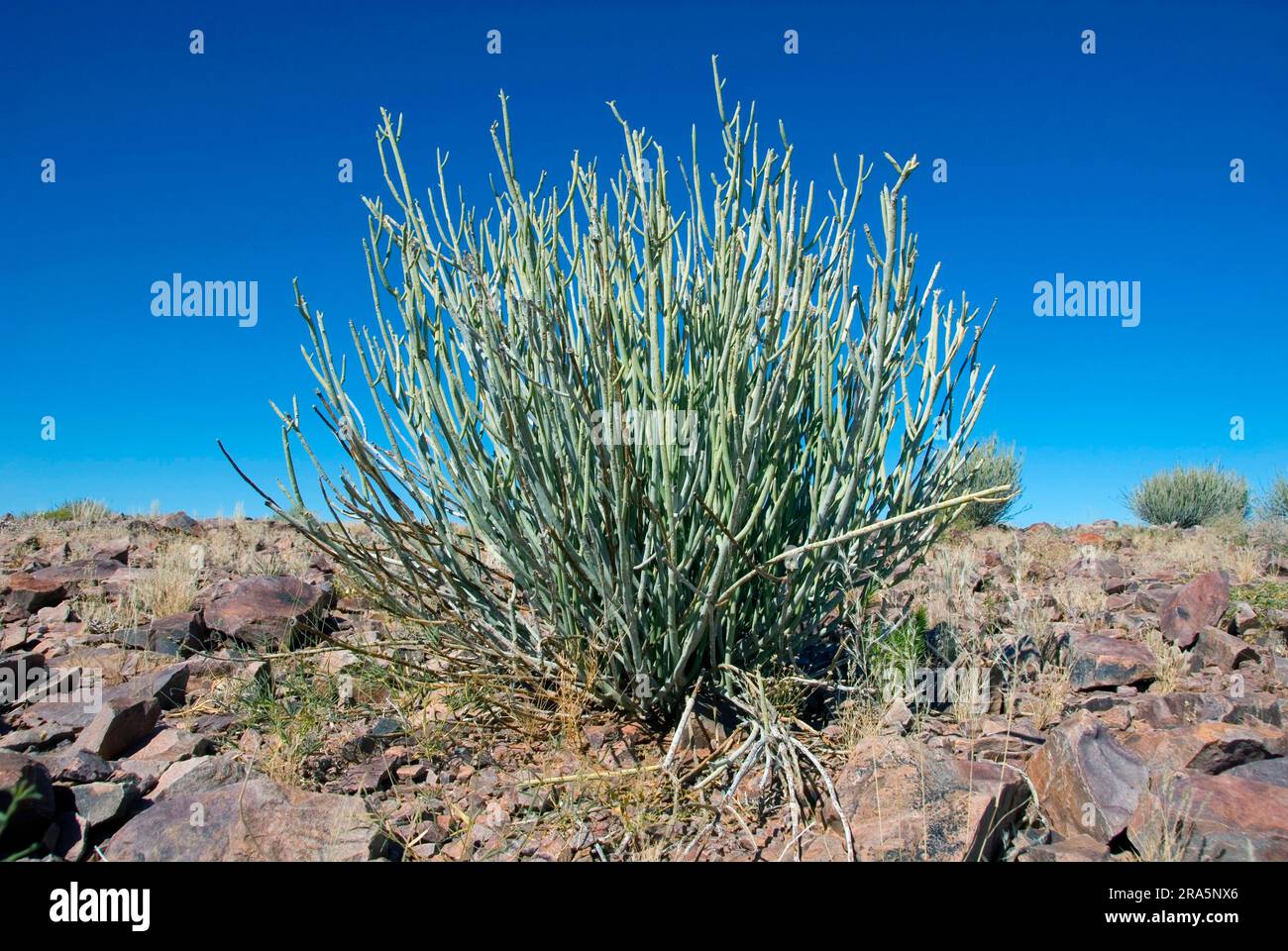 Gifboom (Euphorbia virosa), Namibia Stock Photo - Alamy