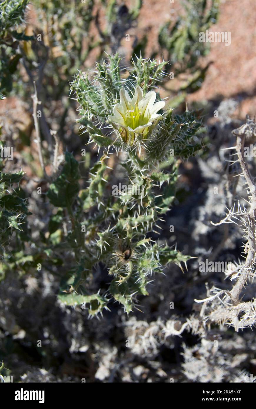 Succulent plant (Codon royenii), Keemtanshoop, Namibia Stock Photo - Alamy