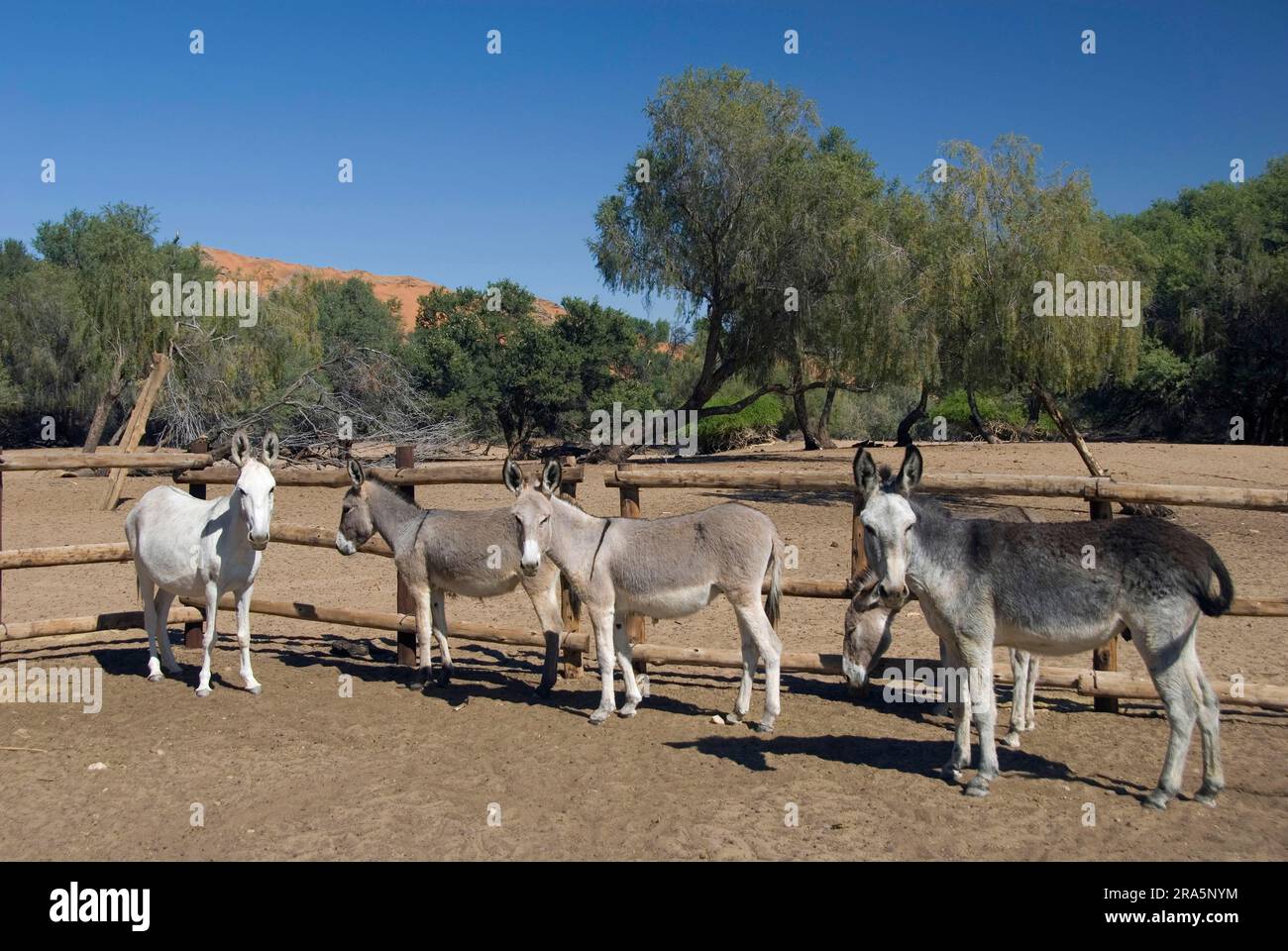 Domestic donkey in an enclosure, Namibia Stock Photo - Alamy