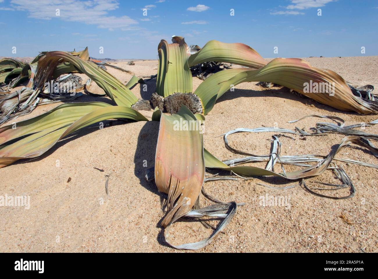 Welwitschia (Welwitschia mirabilis), Namib-Naukluft-Park, Namibia ...