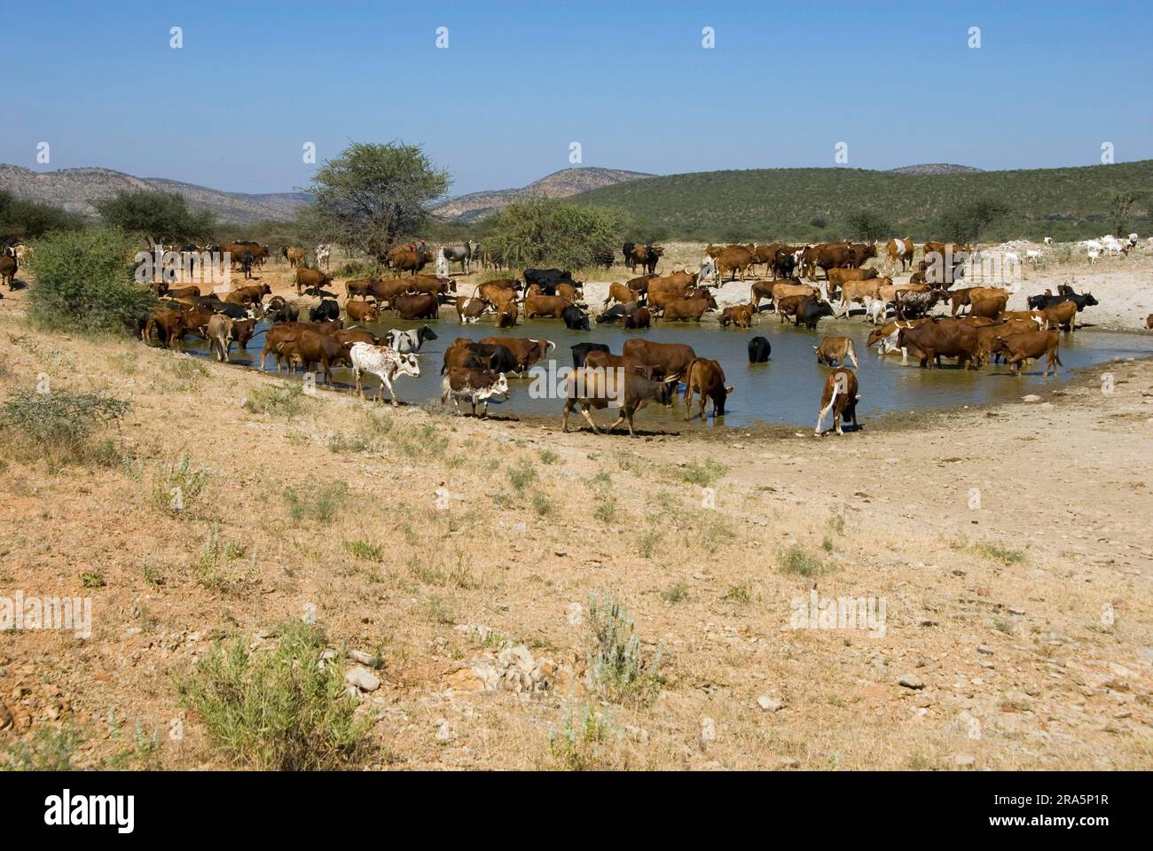 Cattle herd at drinking trough, C43, Kaokoveld, Namibia, cow, cows ...