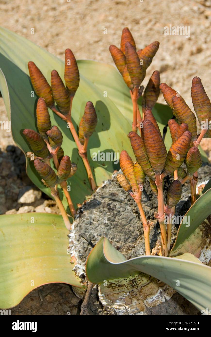 Welwitschia mirabilis namib hi-res stock photography and images - Alamy