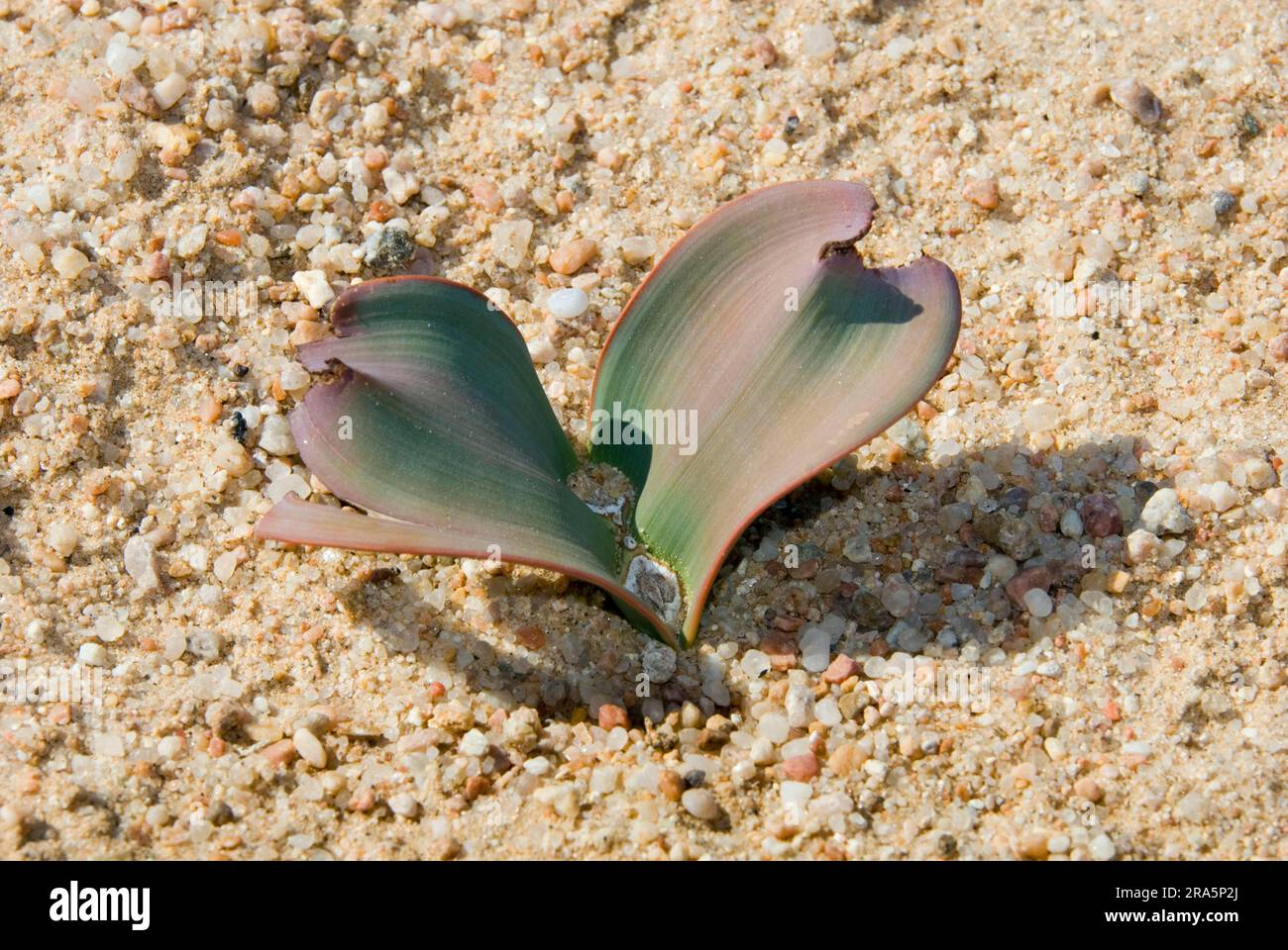 Welwitschia (Welwitschia mirabilis), Namib-Naukluft-Park, Namibia ...