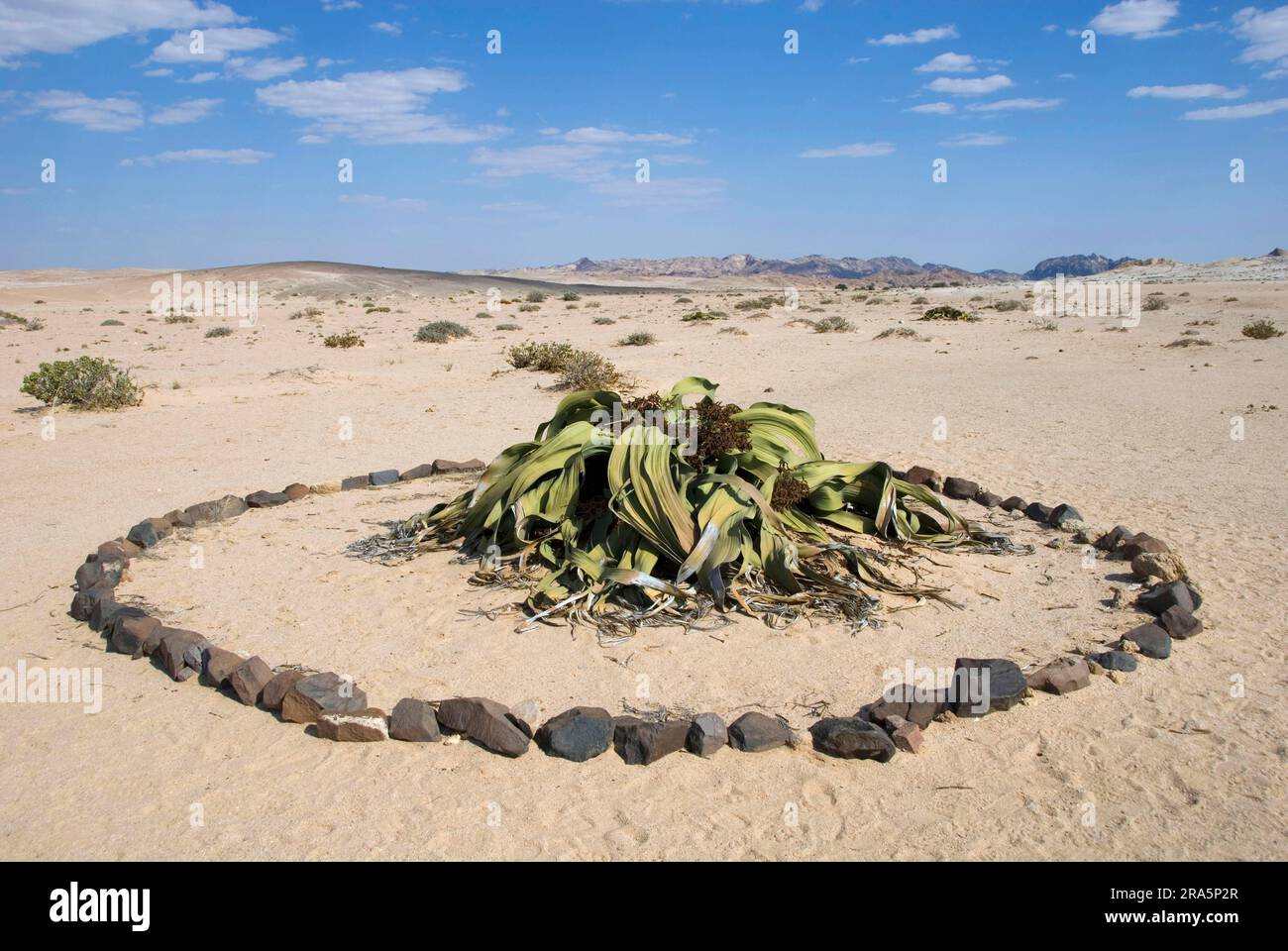 Welwitschia (Welwitschia mirabilis), Namib-Naukluft-Park, Namibia ...