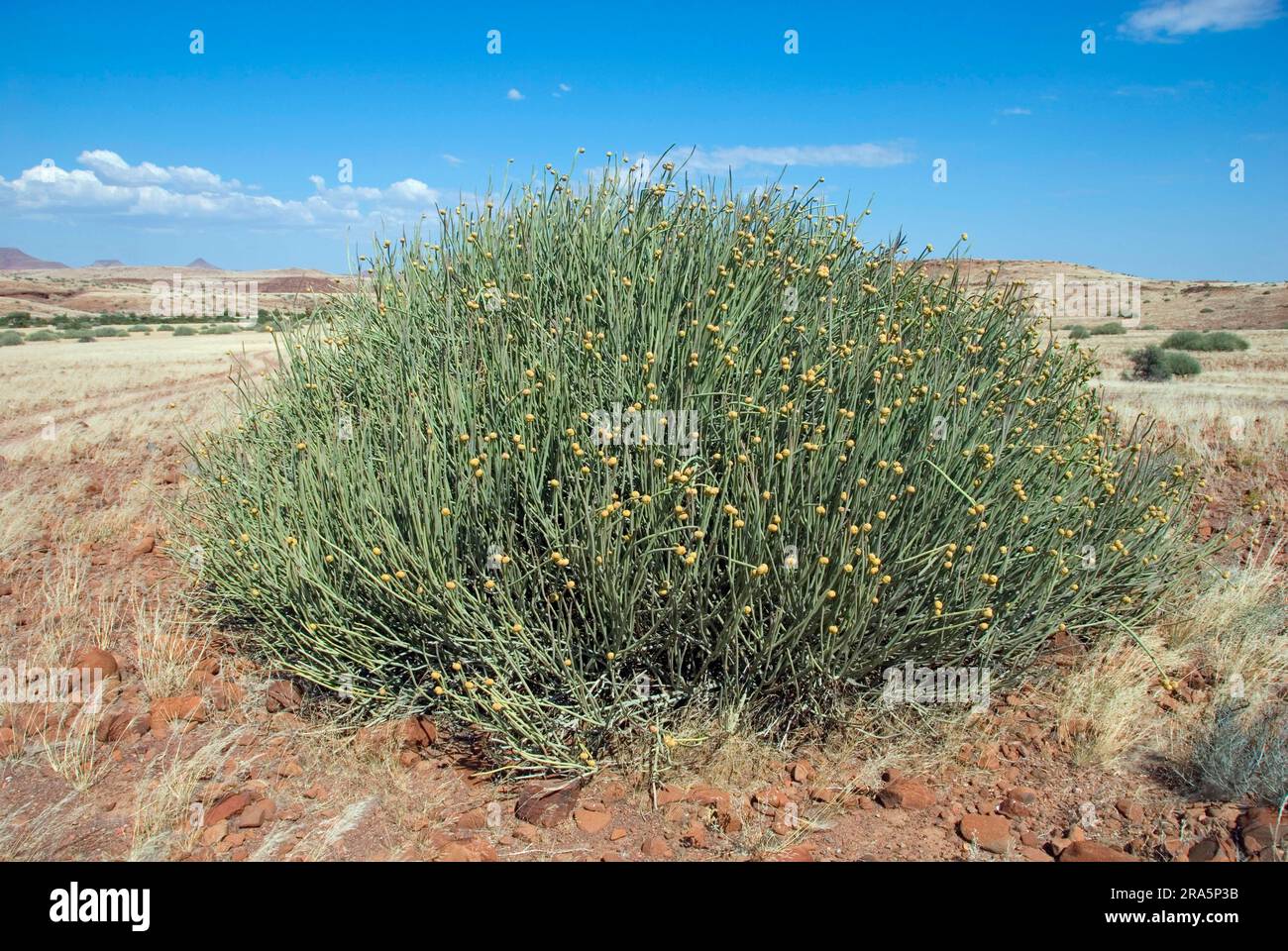 Damara milk-bush (Euphorbia damarana), Damaraland, euphorbia, spurge ...