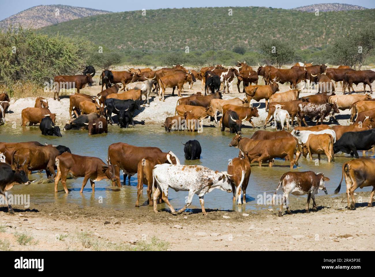 Cattle herd at drinking trough, C43, Kaokoveld, Namibia, cow, cows ...