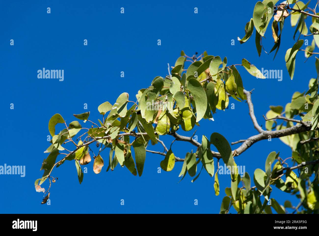Mopane (Colophospermum mopane) Tree, Namibia Stock Photo - Alamy