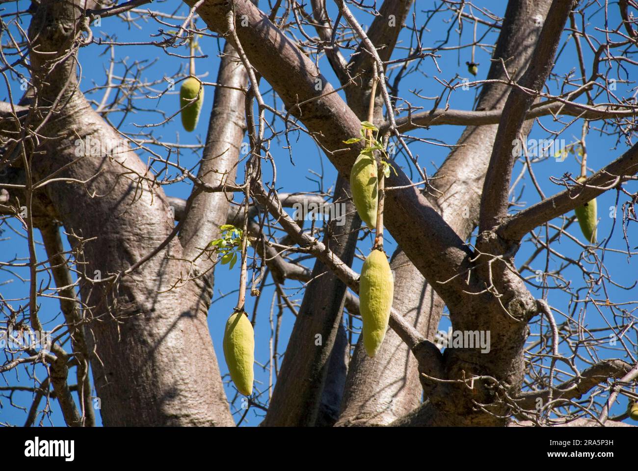 Baobab (Adansonia digitata), Namibia (Bombacaceae Stock Photo - Alamy