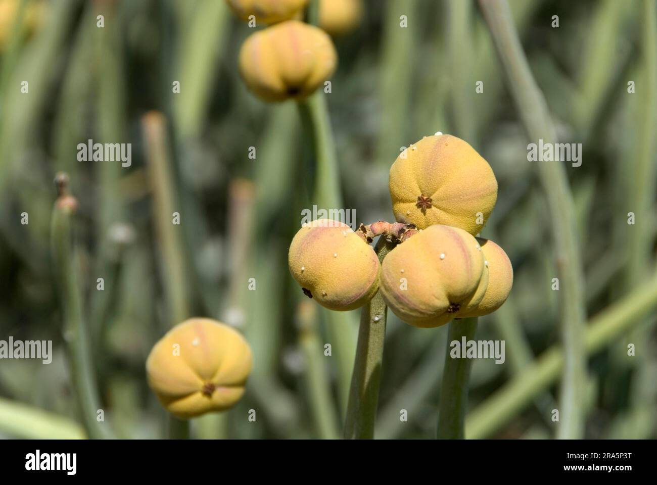 Damara milk-bush (Euphorbia damarana), Damaraland, euphorbia, spurge ...
