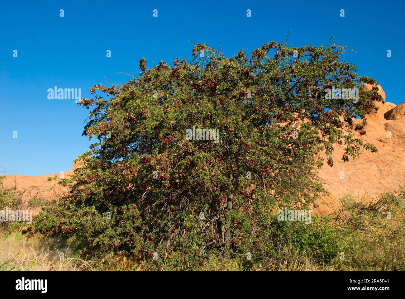 Lowveld Cluster-Leaf, Namibia (Terminalia prunioides Stock Photo - Alamy