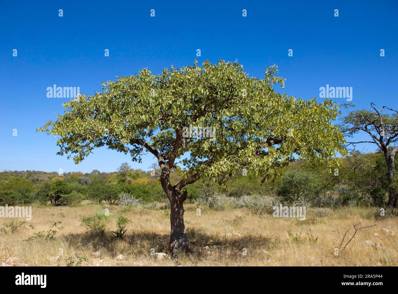 Mopane (Colophospermum mopane) Tree, Namibia Stock Photo - Alamy