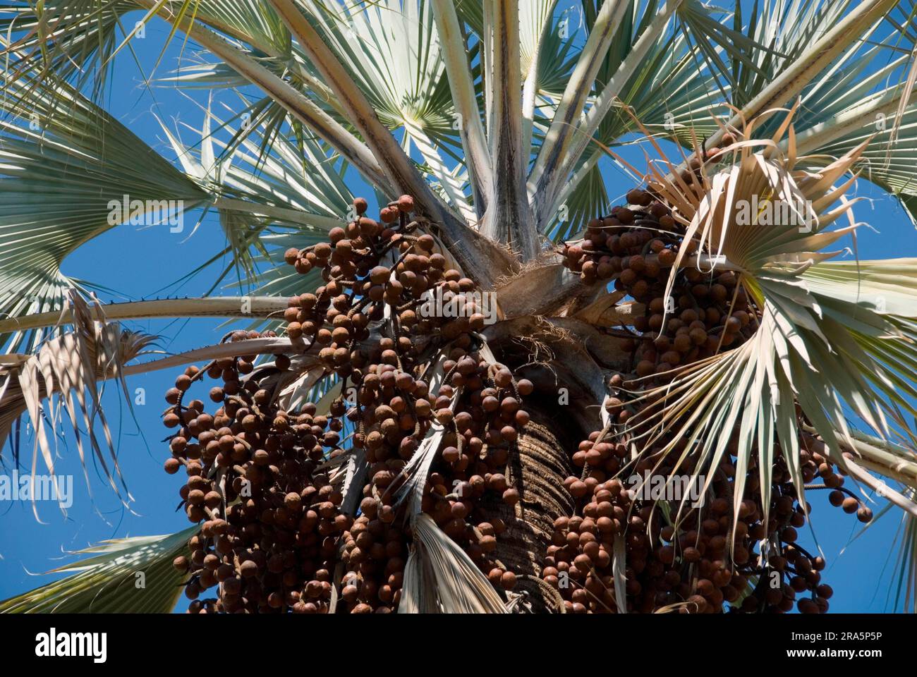 True makalani palm (Hyphaene benguellensis), Makalani, Namibia Stock ...