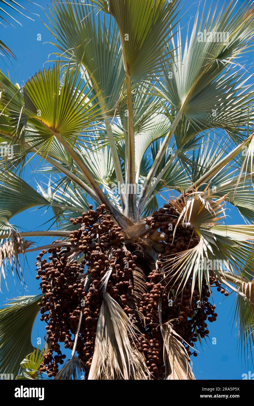 True makalani palm (Hyphaene benguellensis), Makalani, Namibia Stock ...