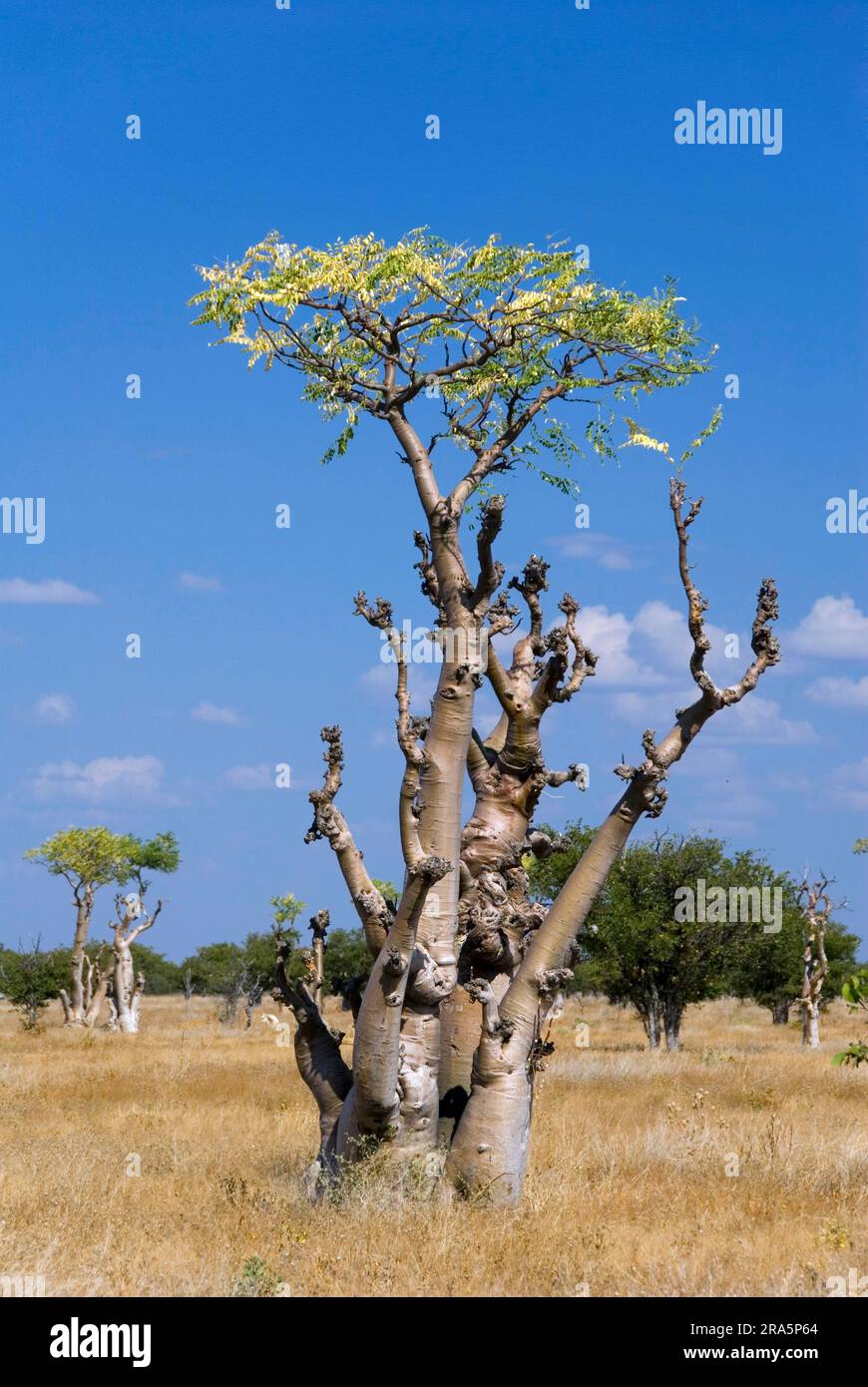 Moringa (Moringaceae) tree, Etosha National Park, Namibia, Moringa tree ...