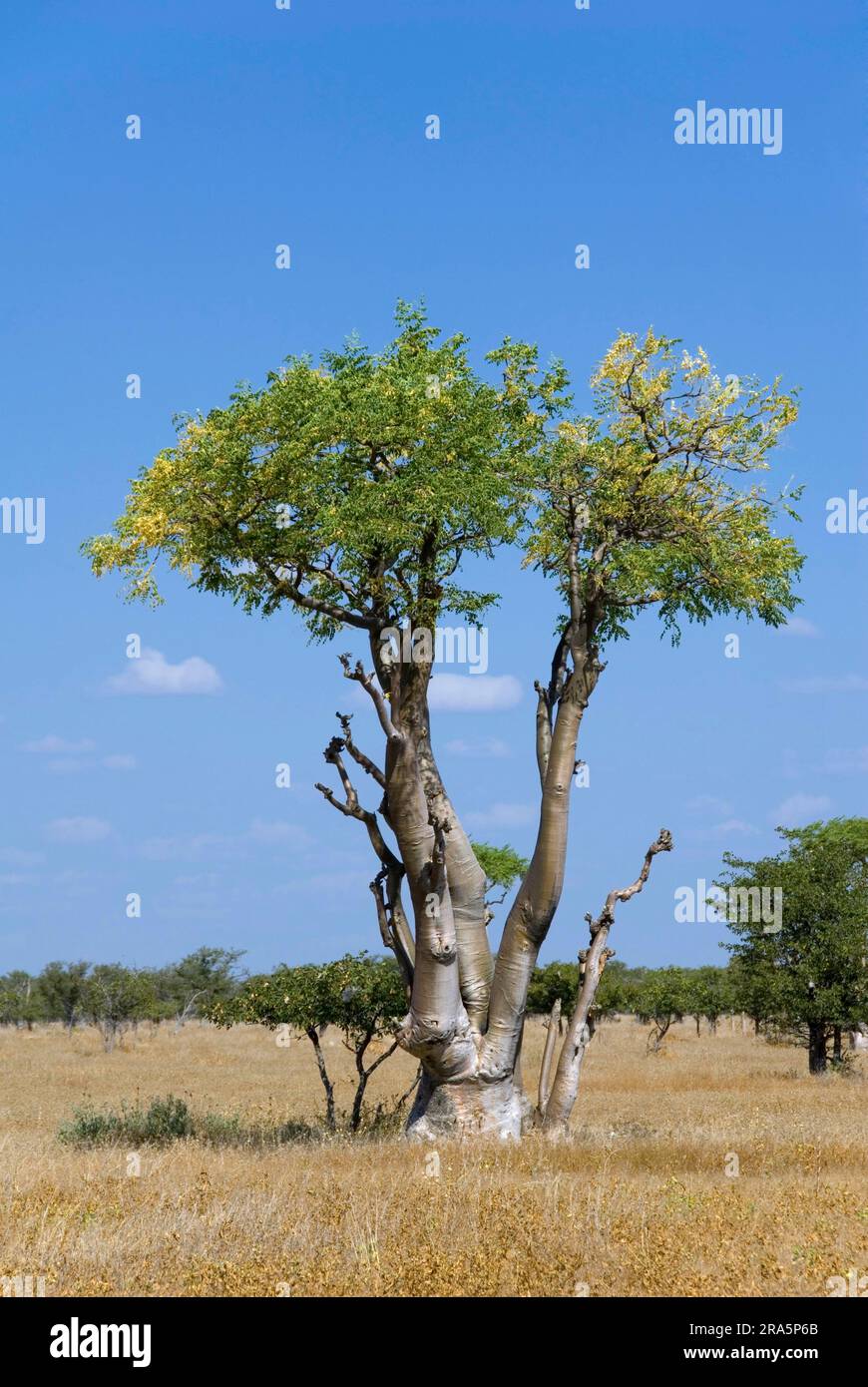 Moringa (Moringaceae) tree, Etosha National Park, Namibia, Moringa tree ...