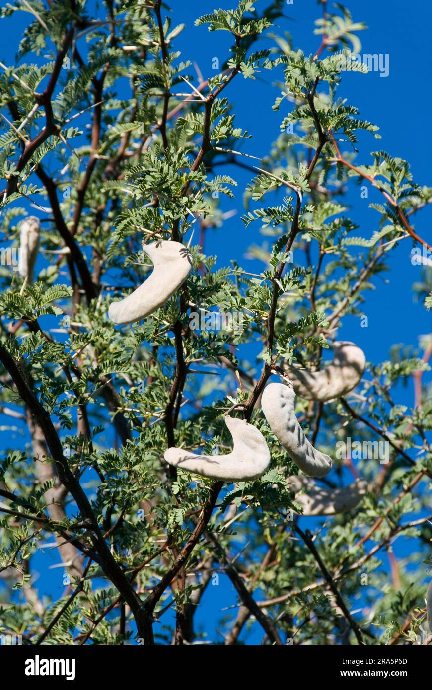Camelthorn Tree (Acacia erioloba), Waterberg, Namibia, Mimosoideae ...