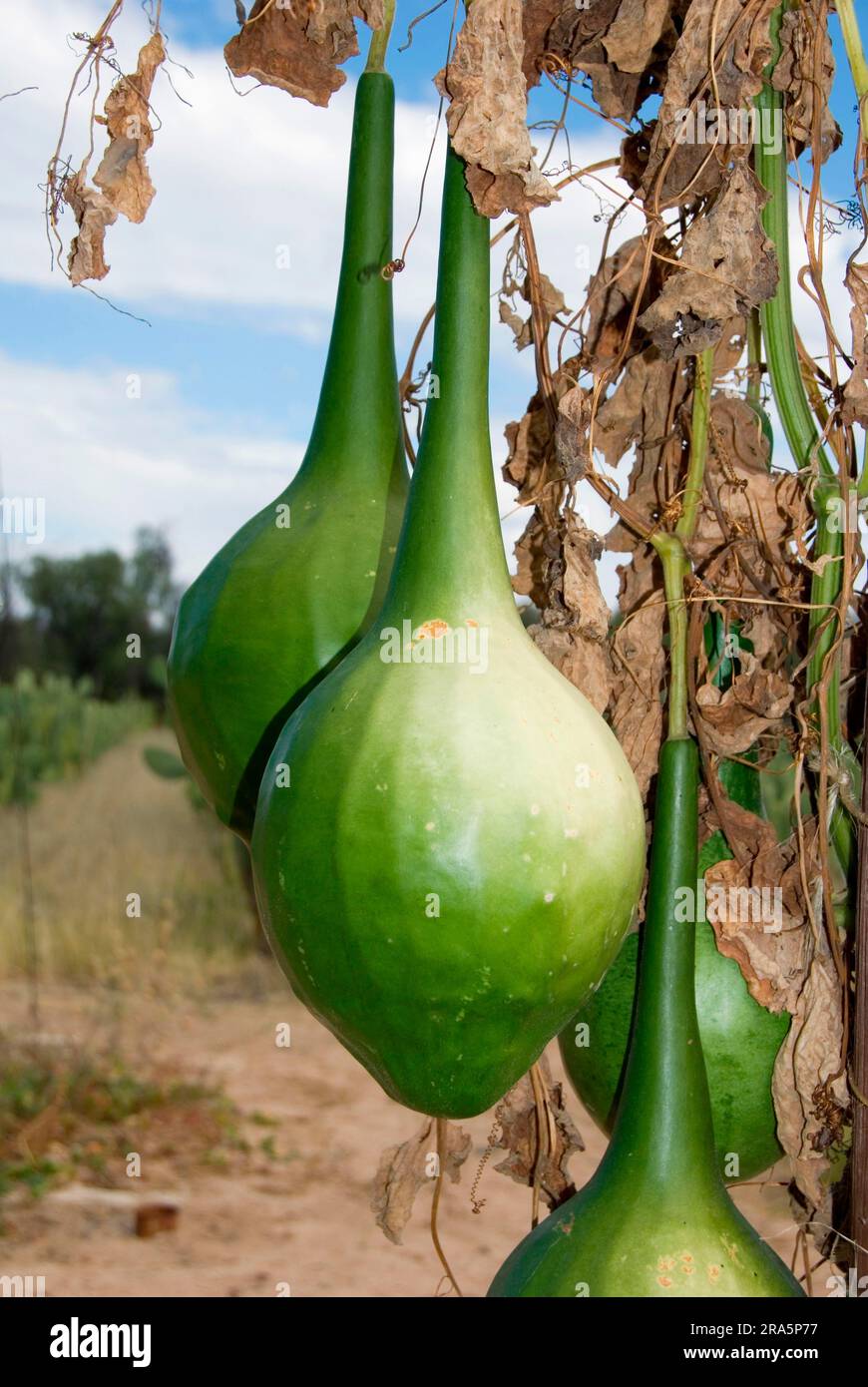 Calabash fruit africa hi-res stock photography and images - Alamy