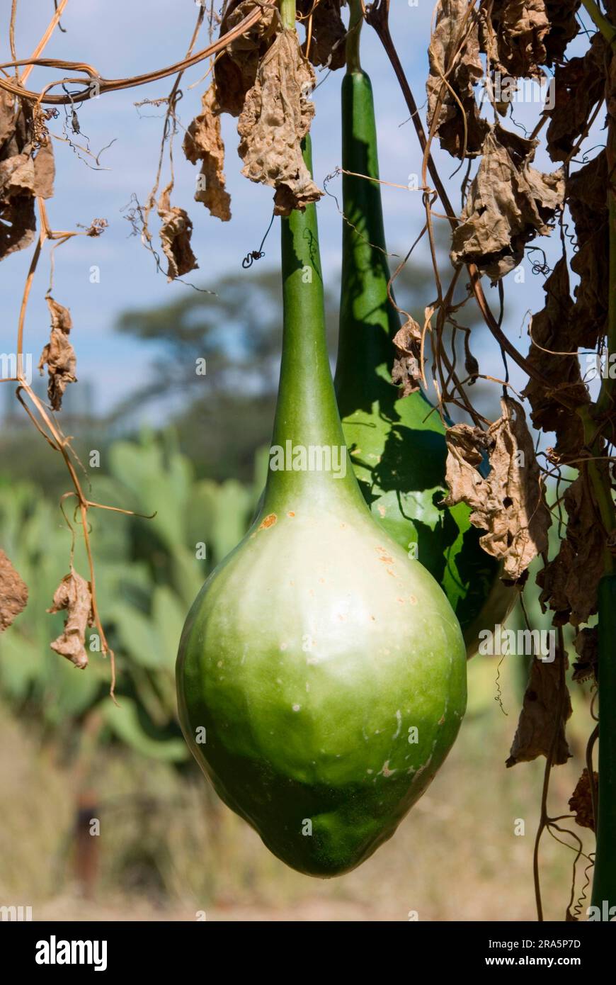 Calabash (Lagenaria siceraria), Kristall Winery, Omaruru, Namibia Stock ...