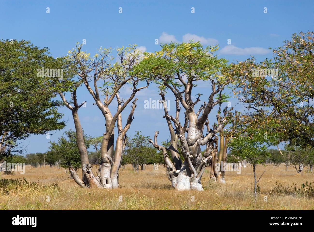 African Moringos, Etosha Nationalpark, Namibia (Moringa (Moringaceae ...