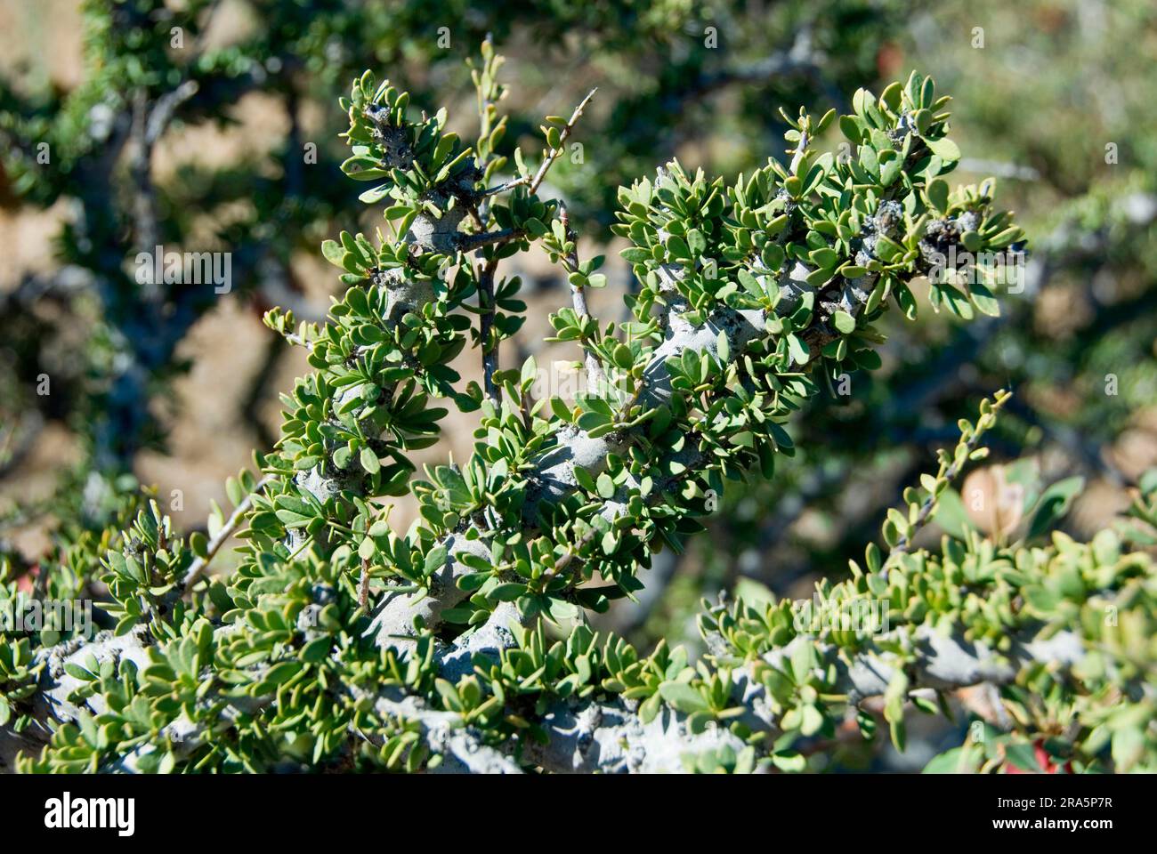 Witgat tree, Stinking bush, stink shepherd's tree (Boscia foetida ...