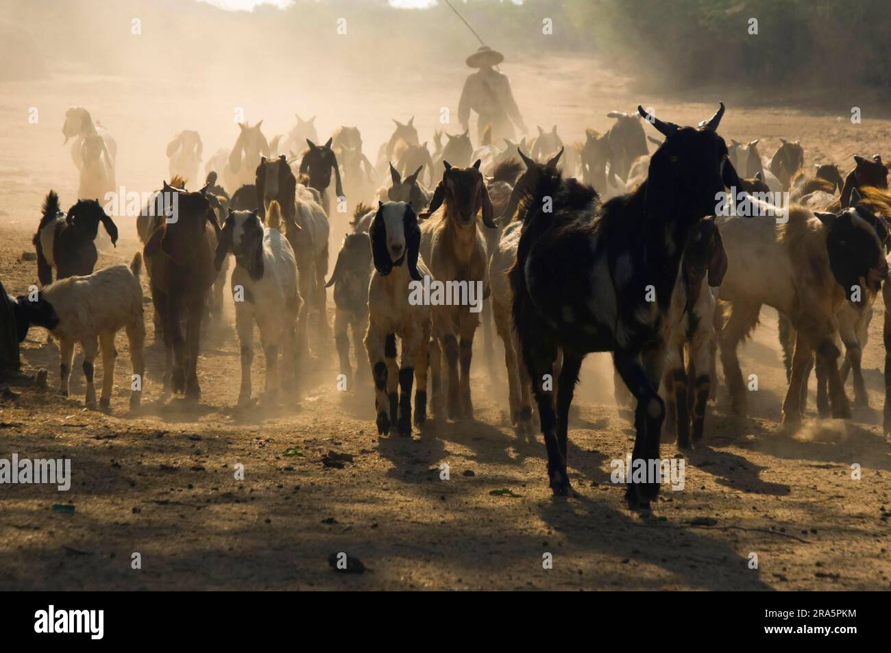 Shepherd with domestic goats, goats, goat, goat herder, Bagan, Burma ...