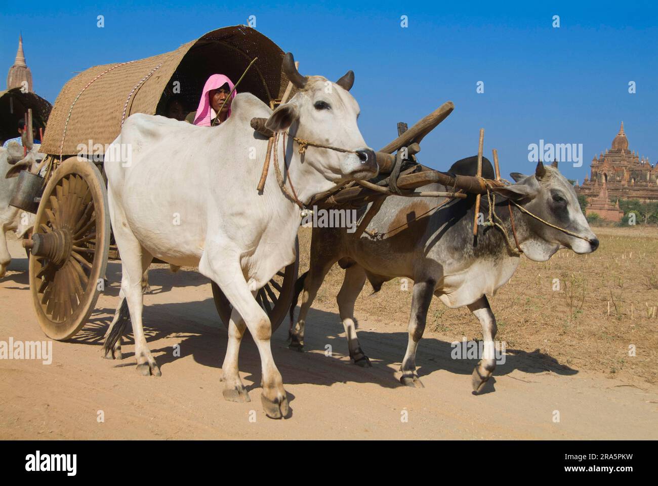 Ox-cart, ncart, draught ox, draught oxen, ncart, zebu, zebu cattle ...