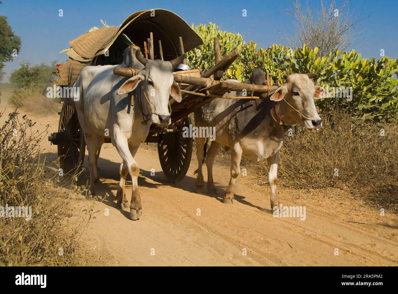 Ox-cart, ncart, draught ox, draught oxen, ncart, zebu, zebu cattle ...