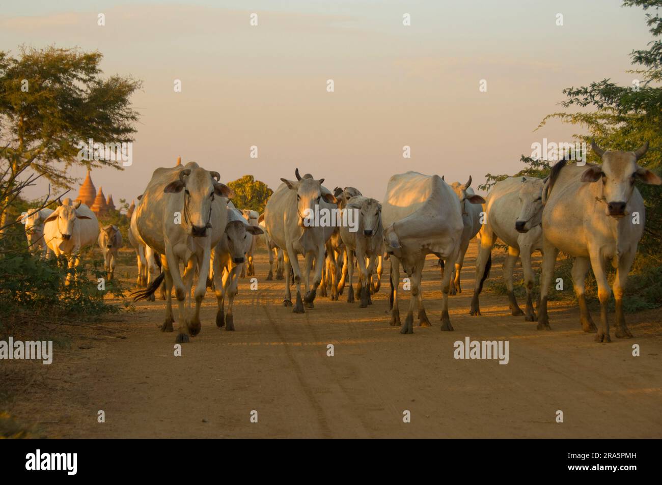 Zebu cattle, Bagan, Burma, Pagan, Myanmar, cow, cows Stock Photo - Alamy