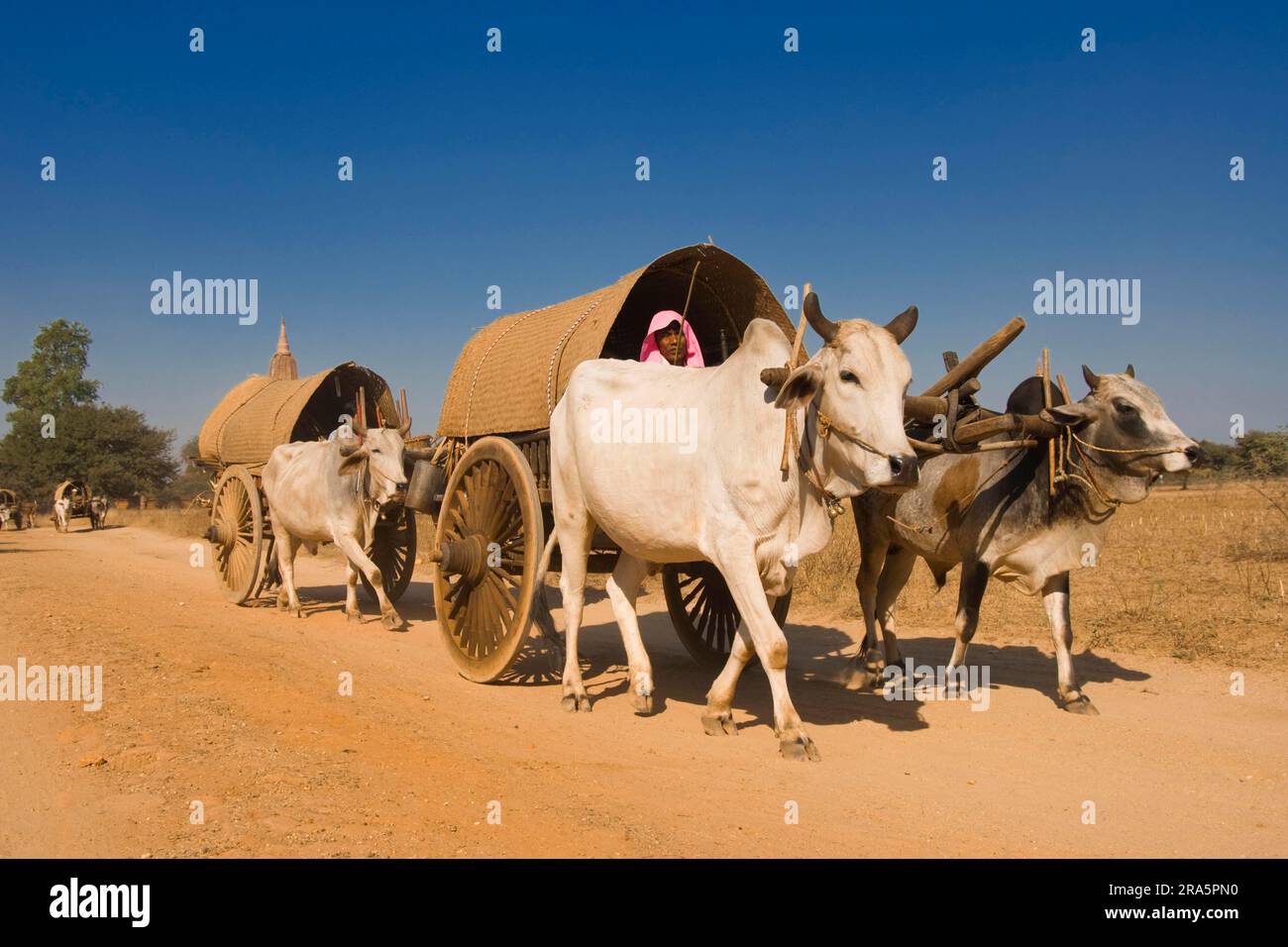 Ox-cart, ncart, draught ox, draught oxen, ncart, zebu, zebu cattle ...