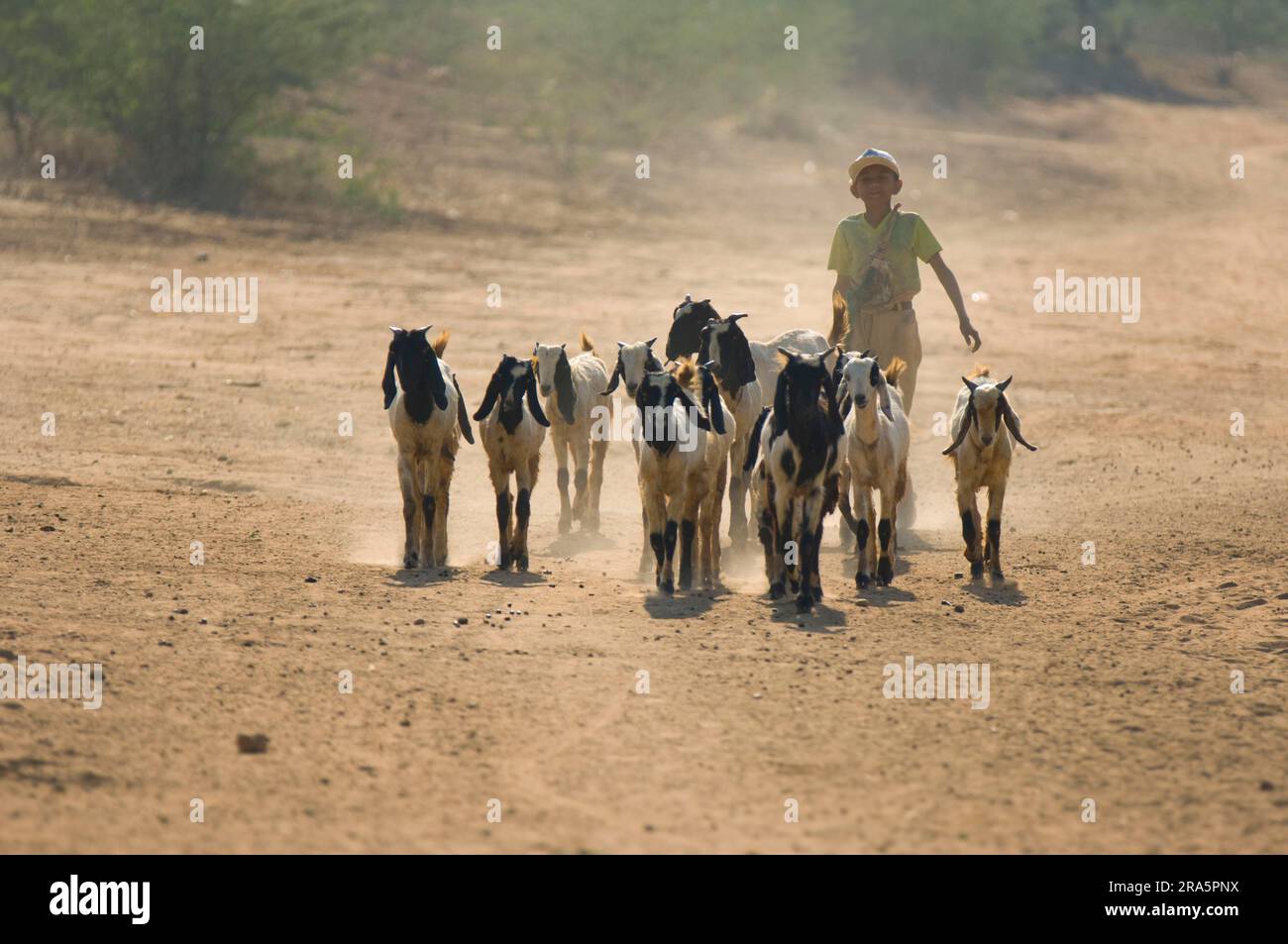 Shepherd with domestic goats, goats, goat, goat herder, Bagan, Burma ...