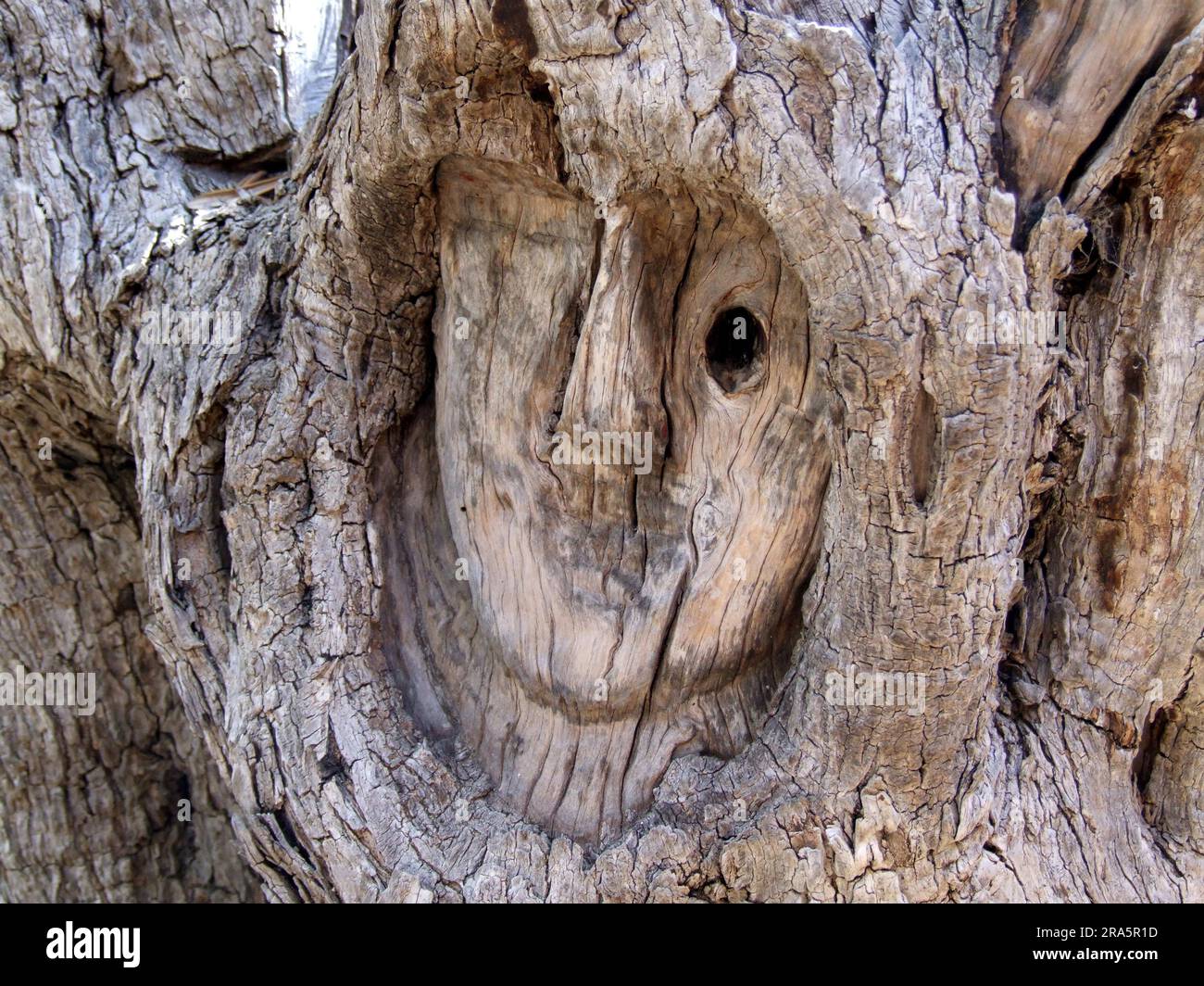 Sicily olive tree hi-res stock photography and images - Alamy