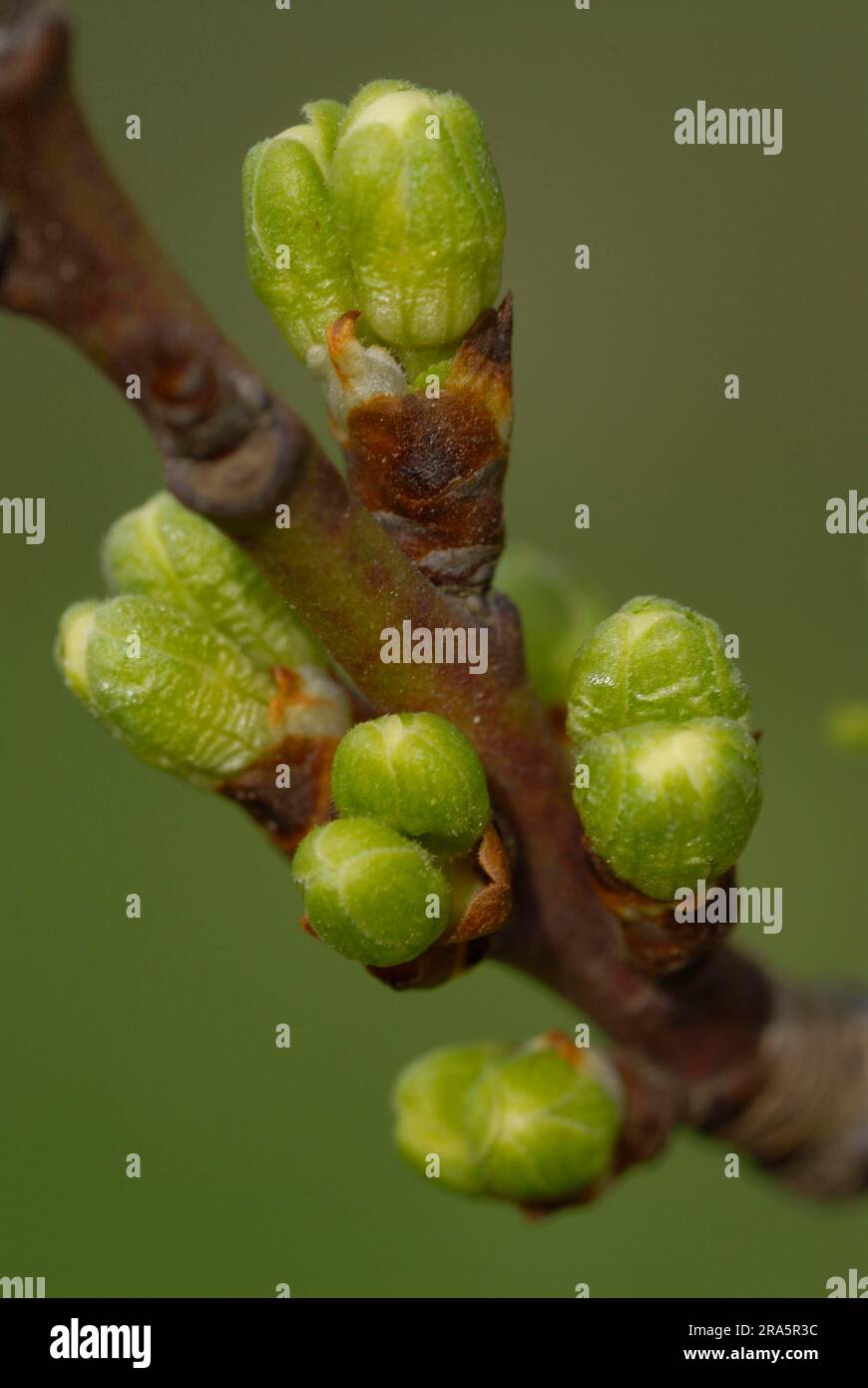 Buds, woolly snowball (Viburnum lantana), North Rhine-Westphalia ...