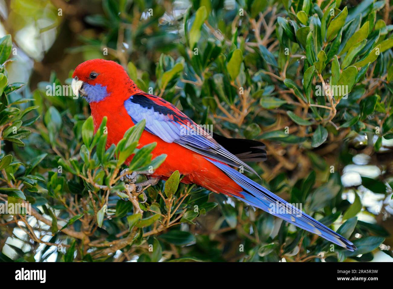 Crimson Rosella (Platycercus elegans), Lamington national park ...