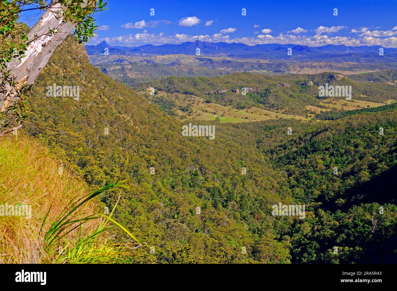 Lamington National Park, Queensland, Australia Stock Photo - Alamy