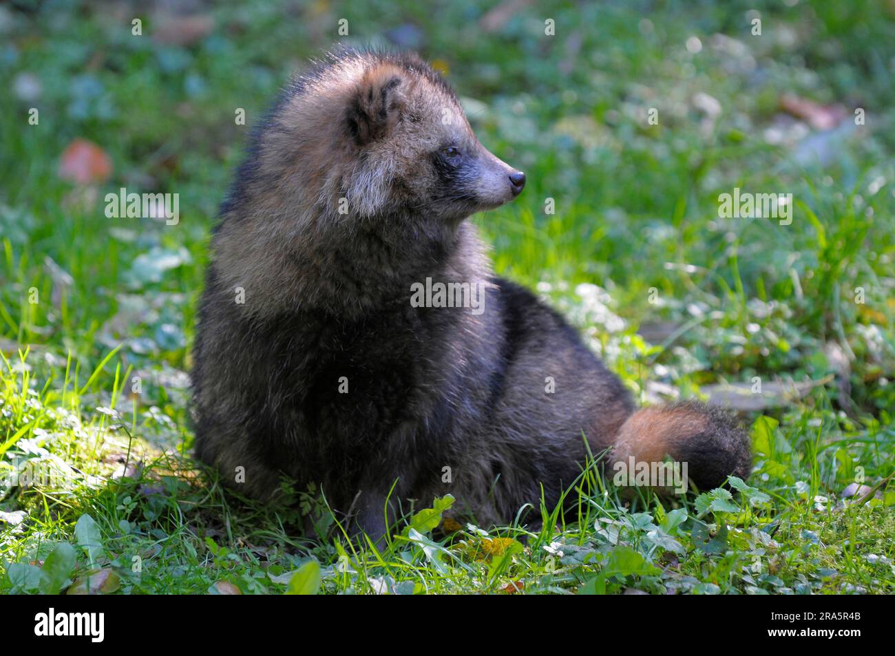 Enok (Nyctereutes procyonoides Stock Photo - Alamy