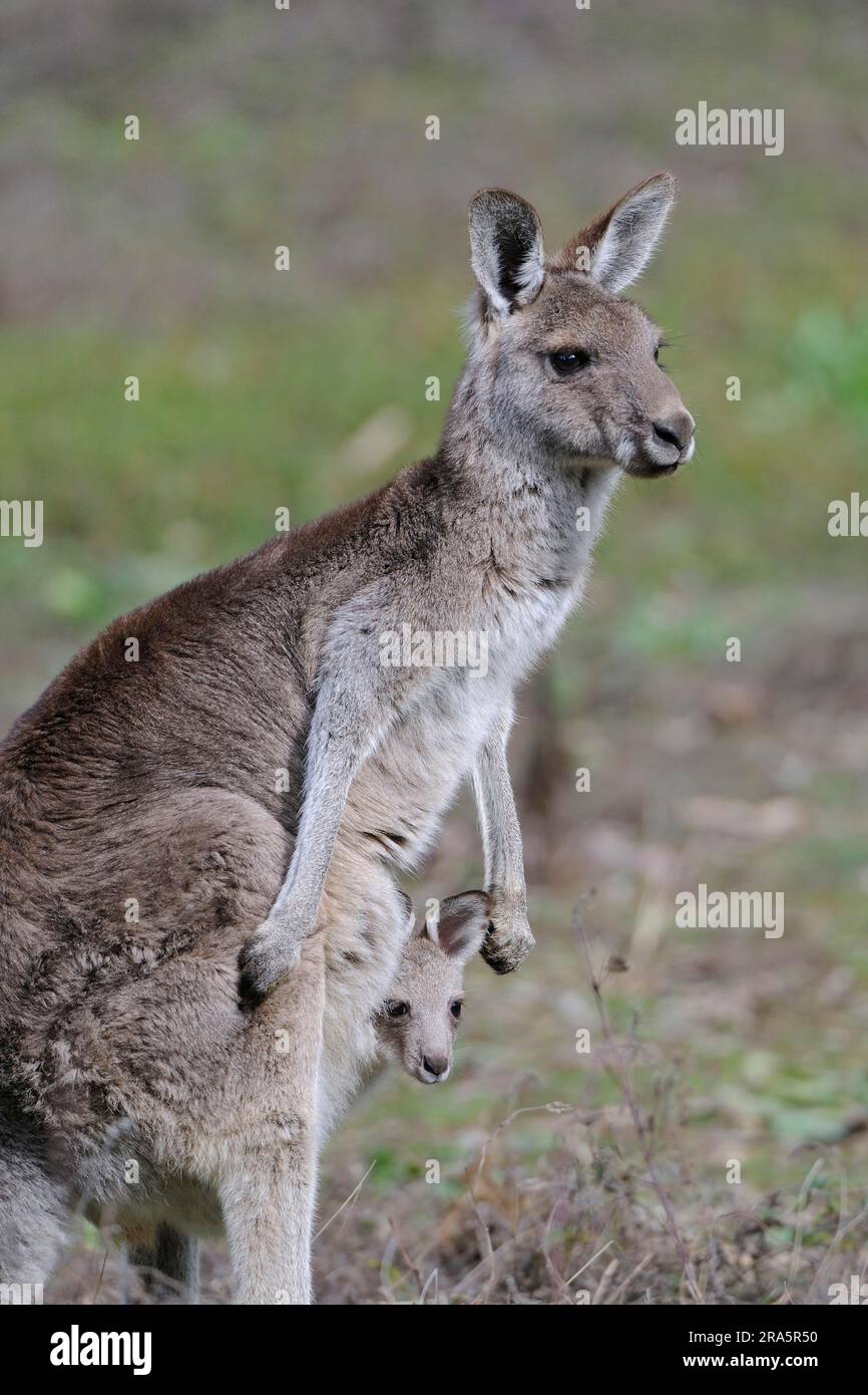 Eastern Grey Kangaroo (Macropus giganteus) with joey, Warrumbungle ...