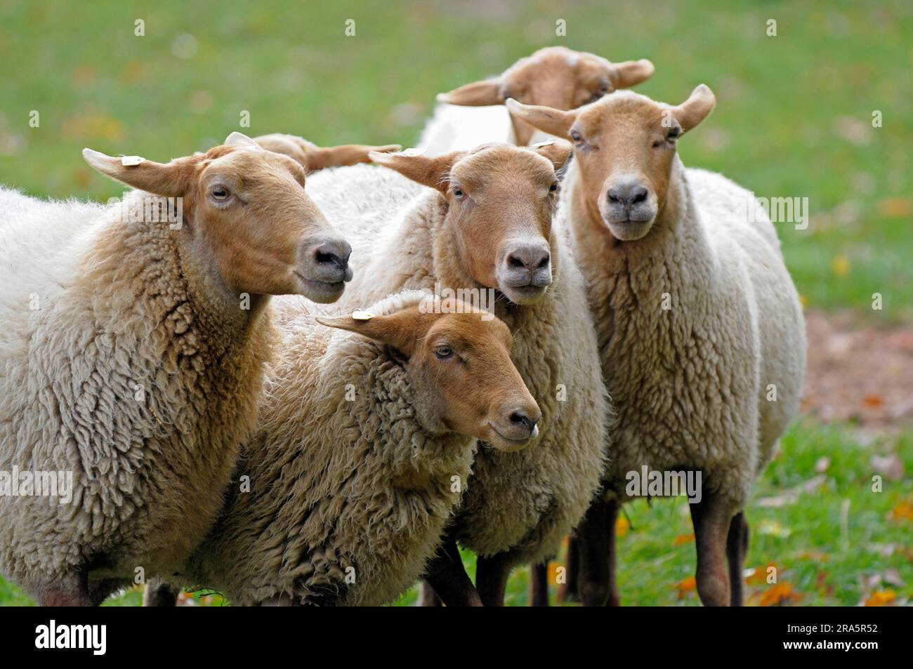 Five sheep sheep hi-res stock photography and images - Alamy