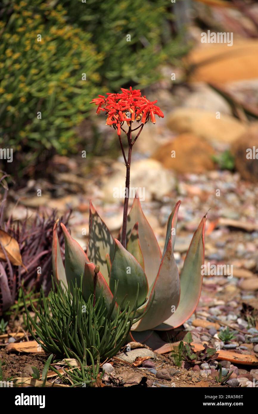 Coral Aloe, South Africa (Aloe striata Stock Photo - Alamy
