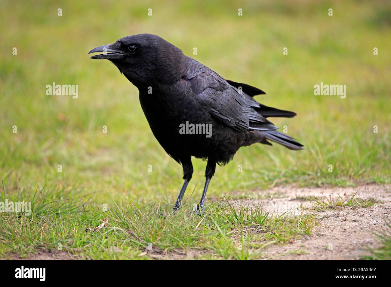 Pie Bald Crow In Washington State
