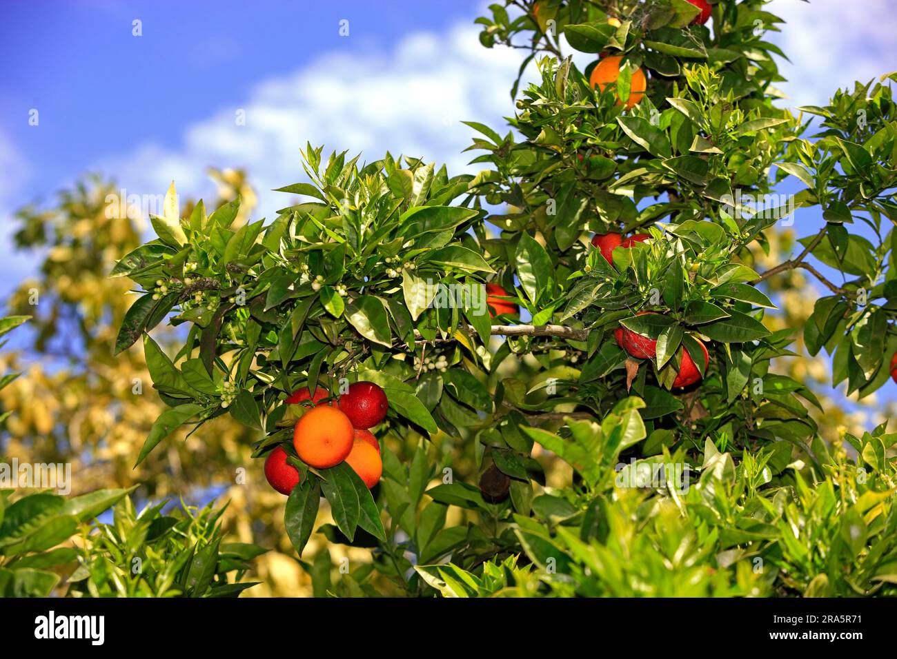 Blood orange tree with fruit, California (Citrus sinesis), USA Stock ...