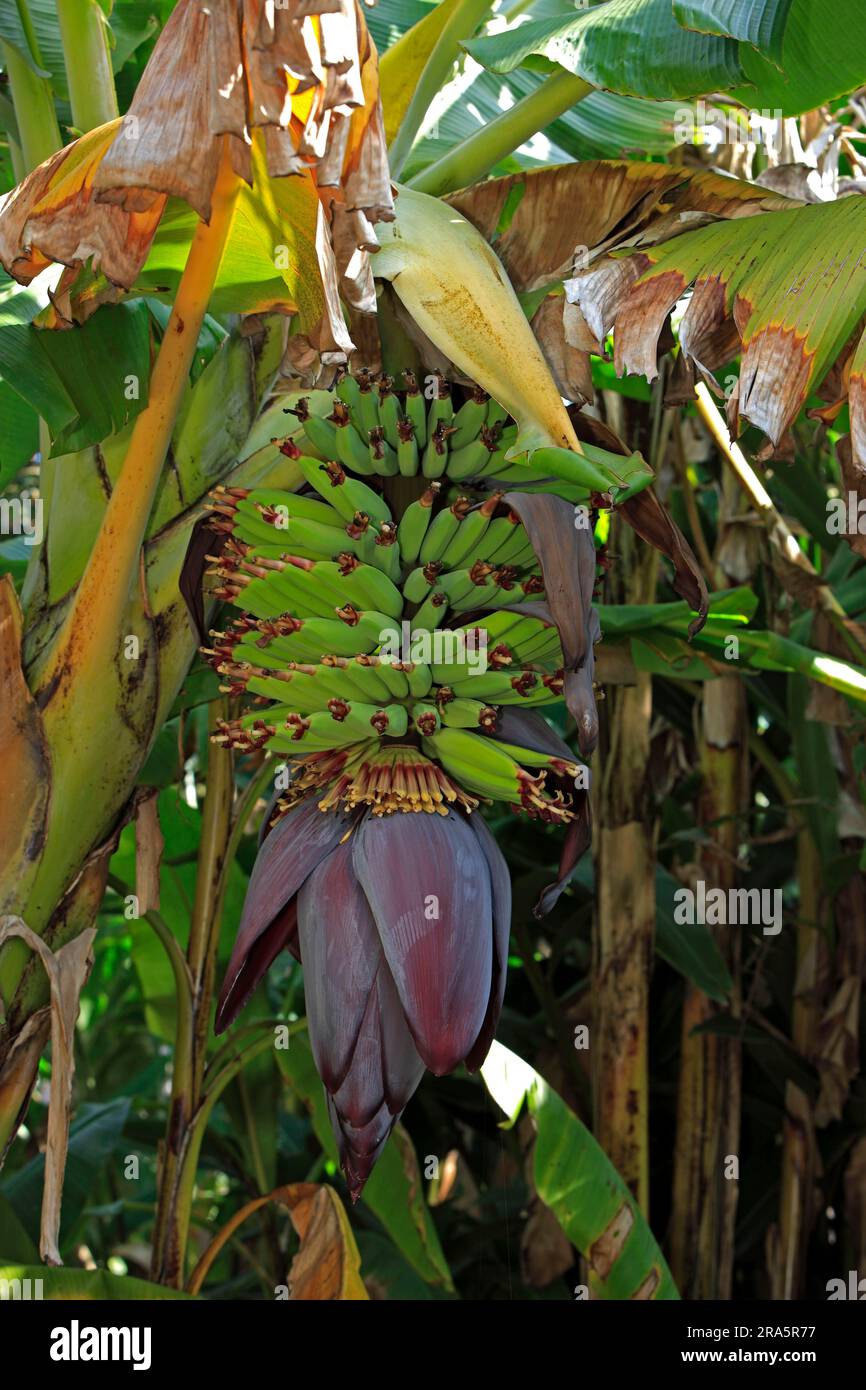 Banana plant (Musa x paradisiaca Stock Photo - Alamy